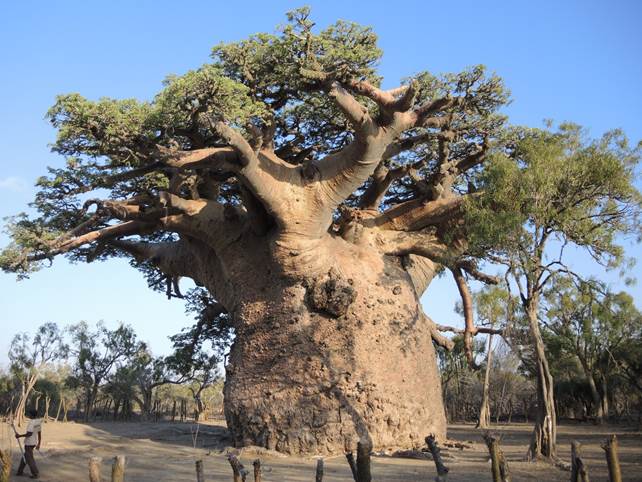 New Research In Dendrochronology And Environmental Climate Change By Using AMS CFAMS Radiocarbon 
